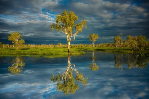 Line Of Symmetry In Real Life
