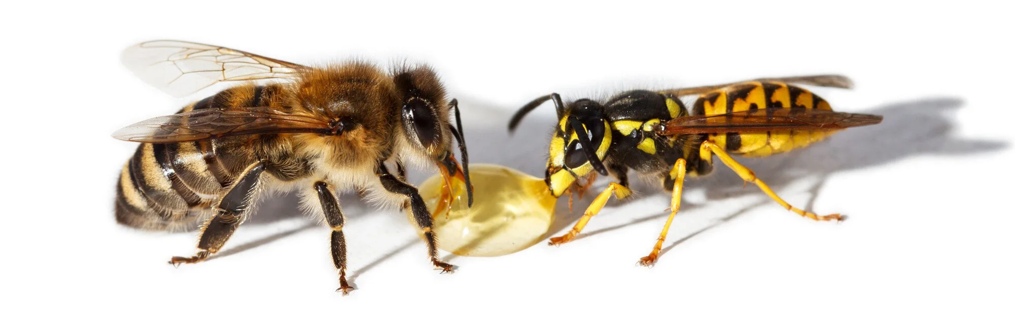Queen Bees Fighting