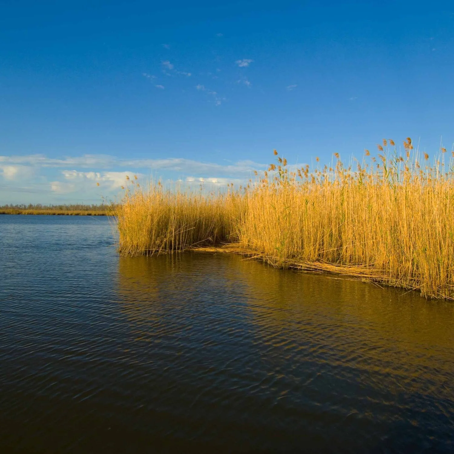 Conservation Alabama