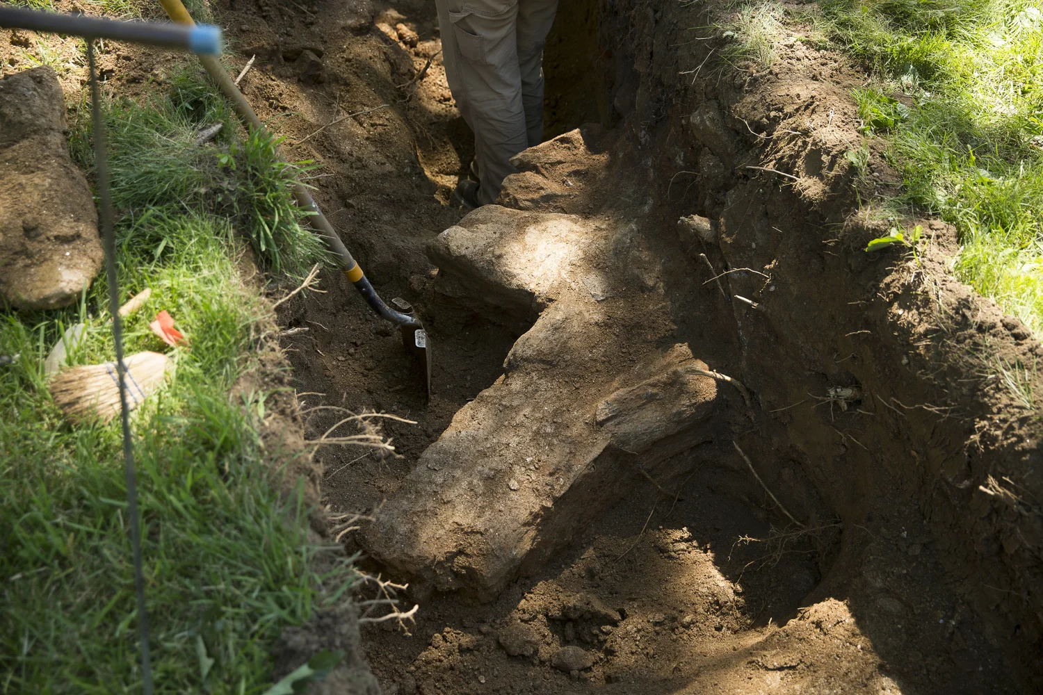 Here's What We Dug Up: — The Woodlands