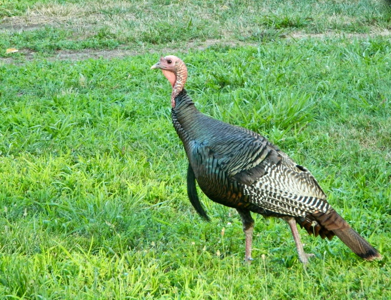 The Woodlands Gobble Wobble: An adventure in urban running and wild ...