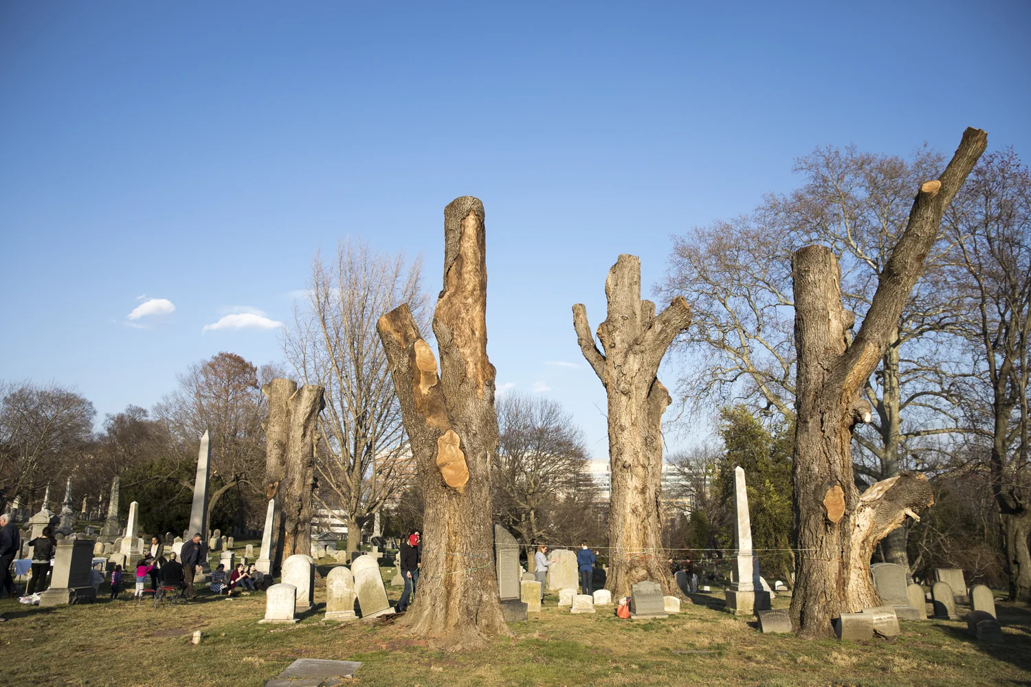 Hamilton’s Trees Live On — The Woodlands