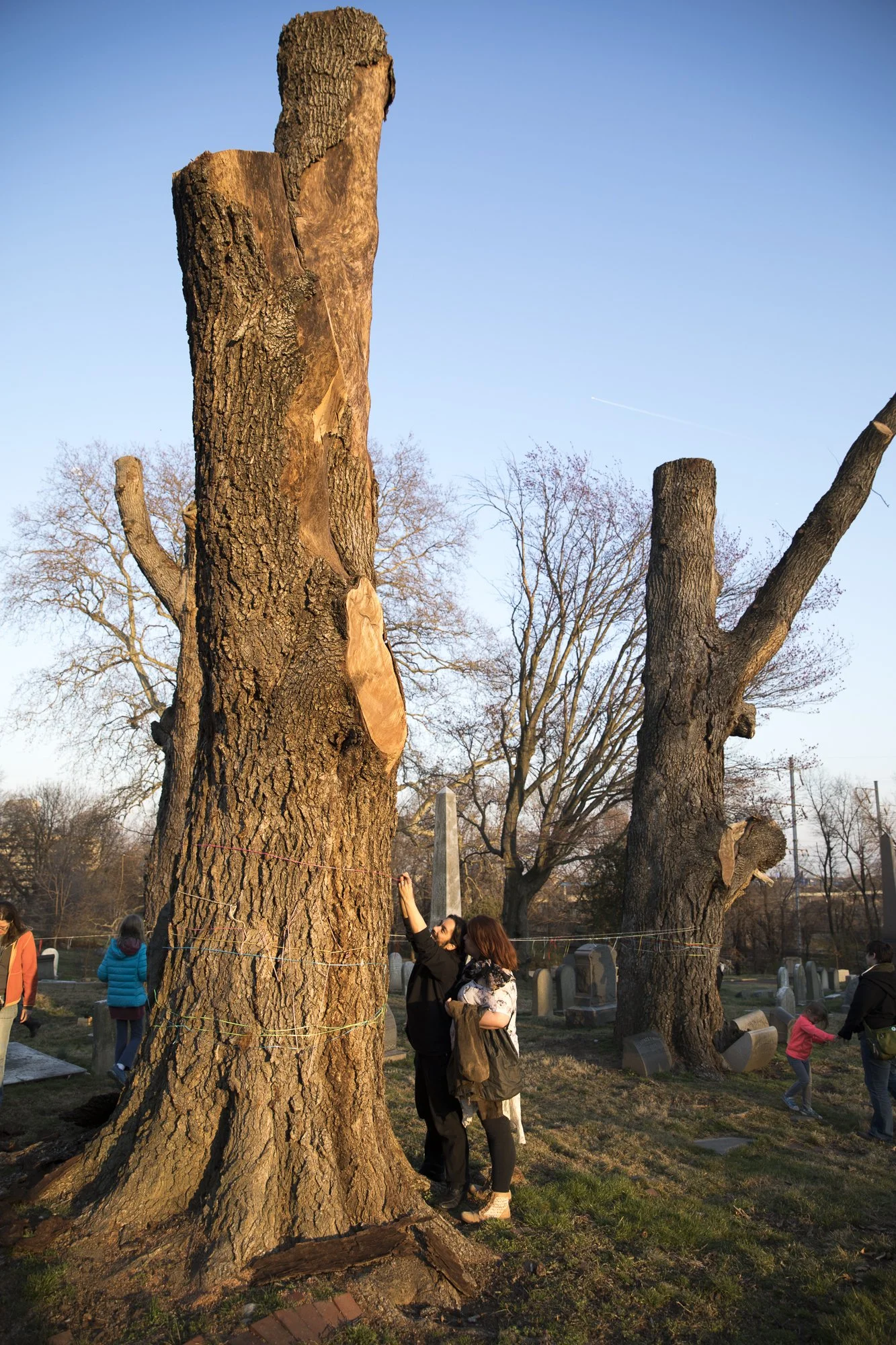 The Woodlands Tree Fund — The Woodlands