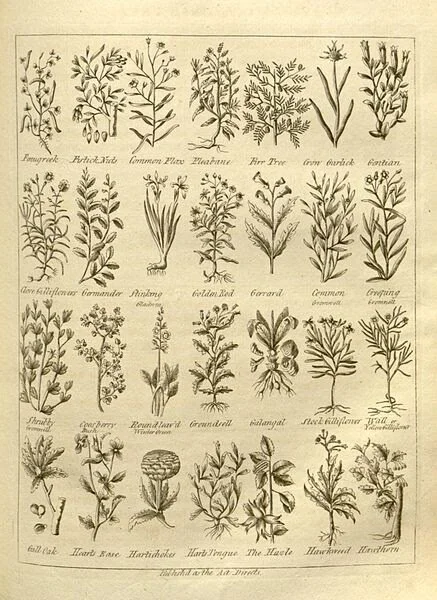Herbs as Medicine, A Colonial Perspective. — The Woodlands