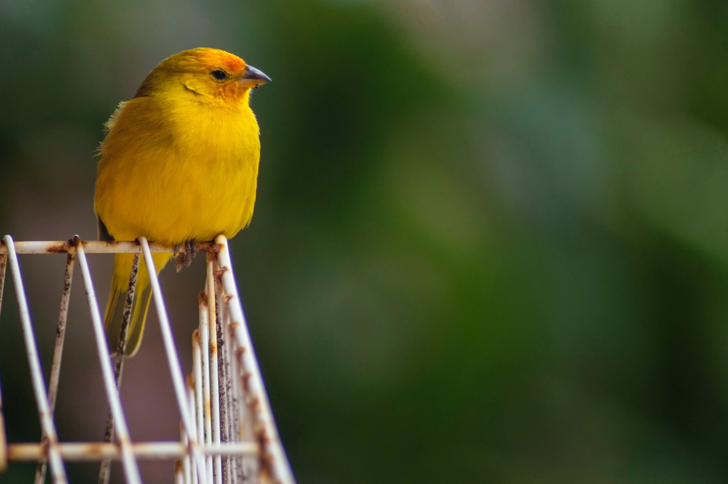 The Canary in the Coal Mine - What Evidence Is Enough To Make Us Worry ...