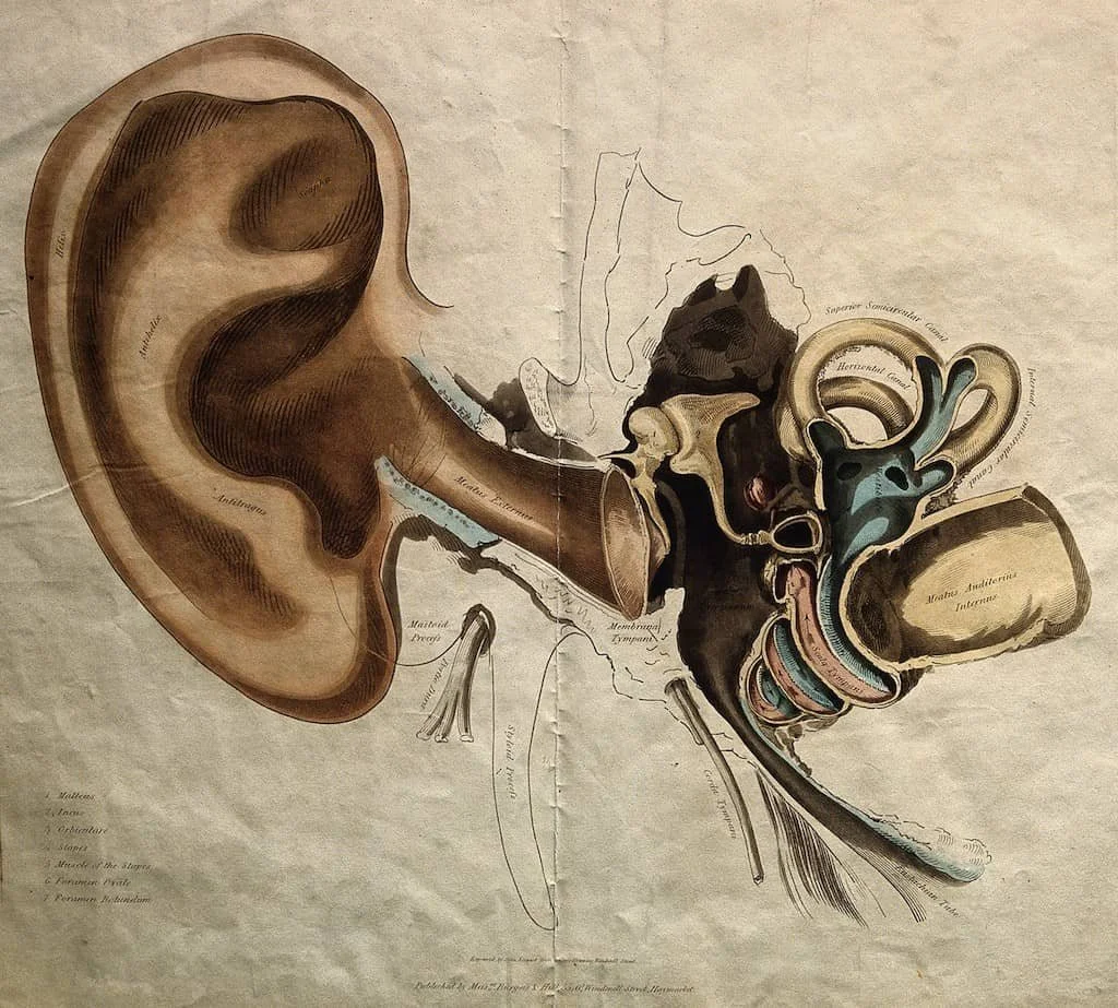 The Joy, and Peril, of Phonographs, Gramophones and Vinyl Record ...