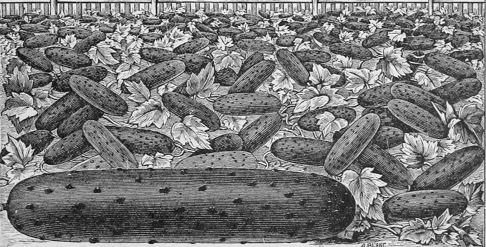 The Ancient, Universal and Overlapping Technologies of Pickling and ...