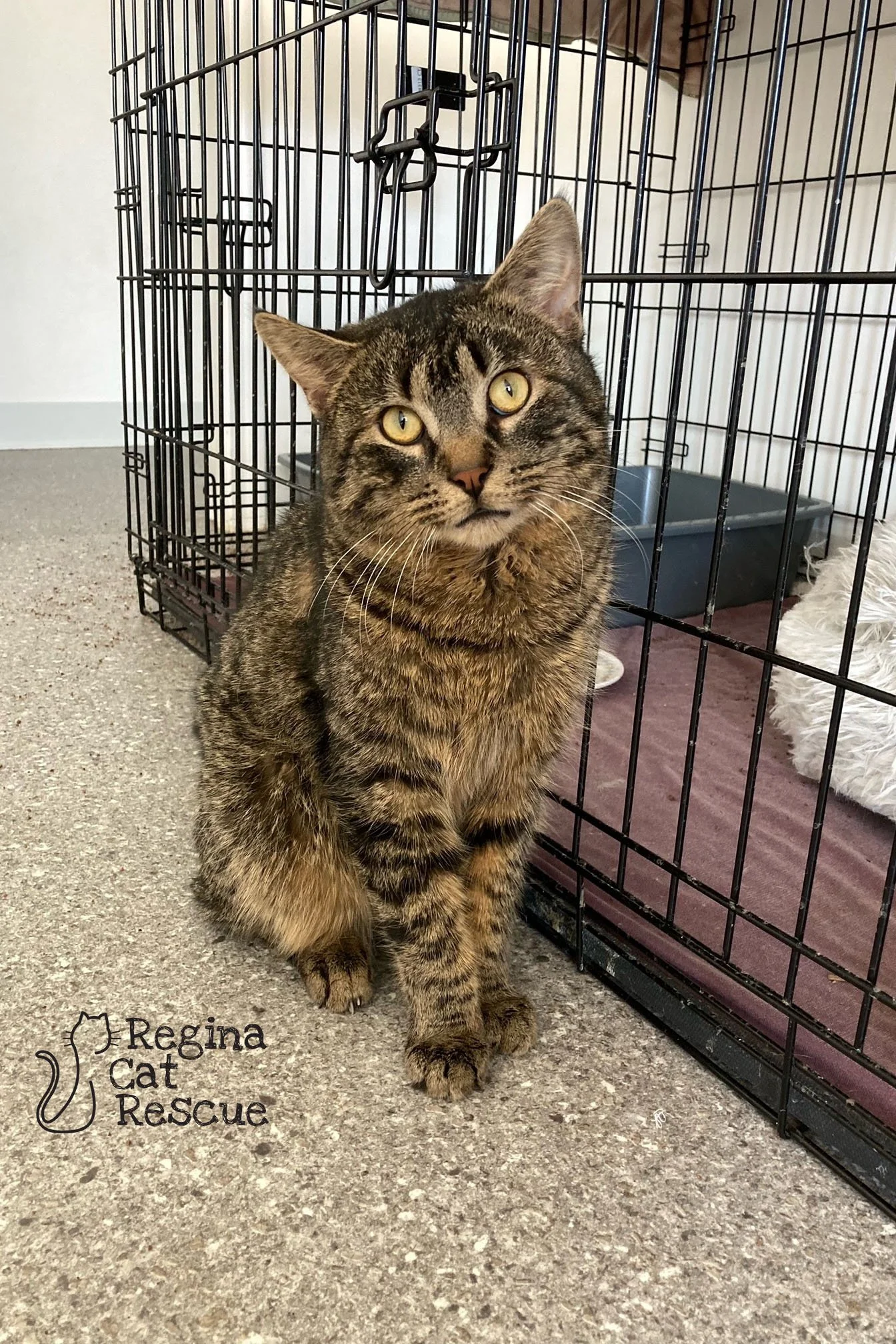 Regina Cat Rescue