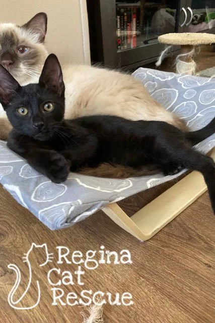 Regina Cat Rescue