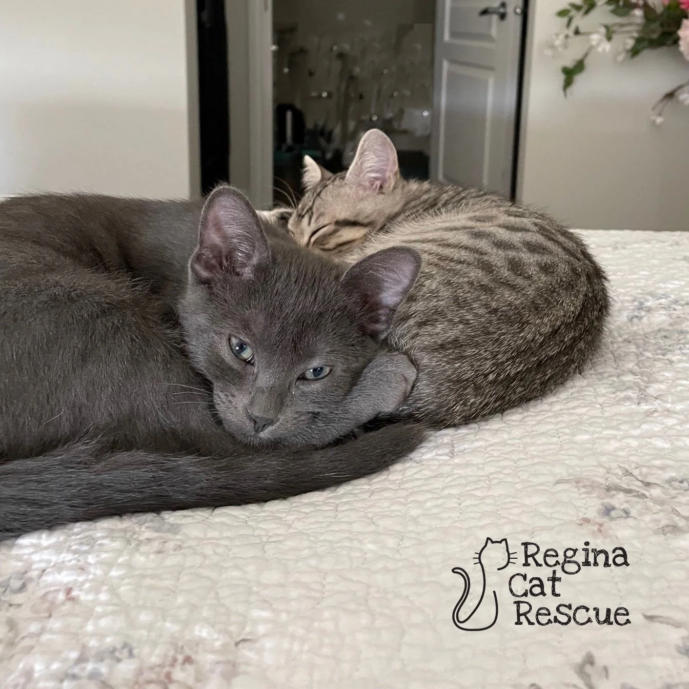 Cat-A-Logue Blog — Regina Cat Rescue