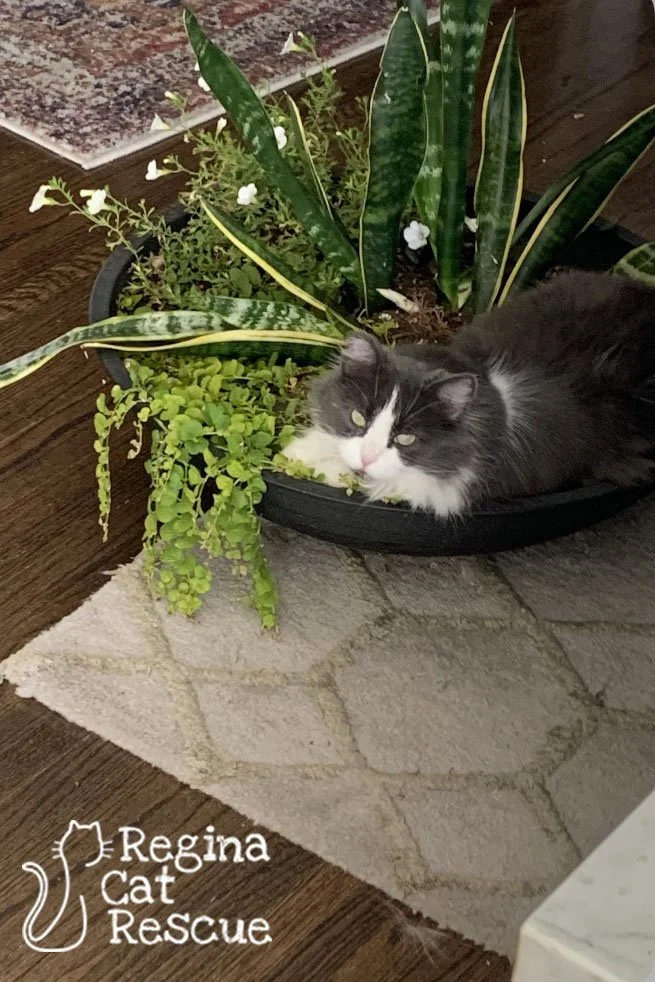 Regina Cat Rescue