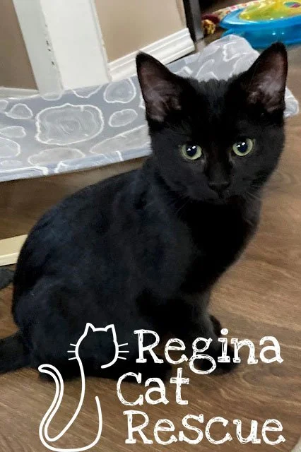Regina Cat Rescue