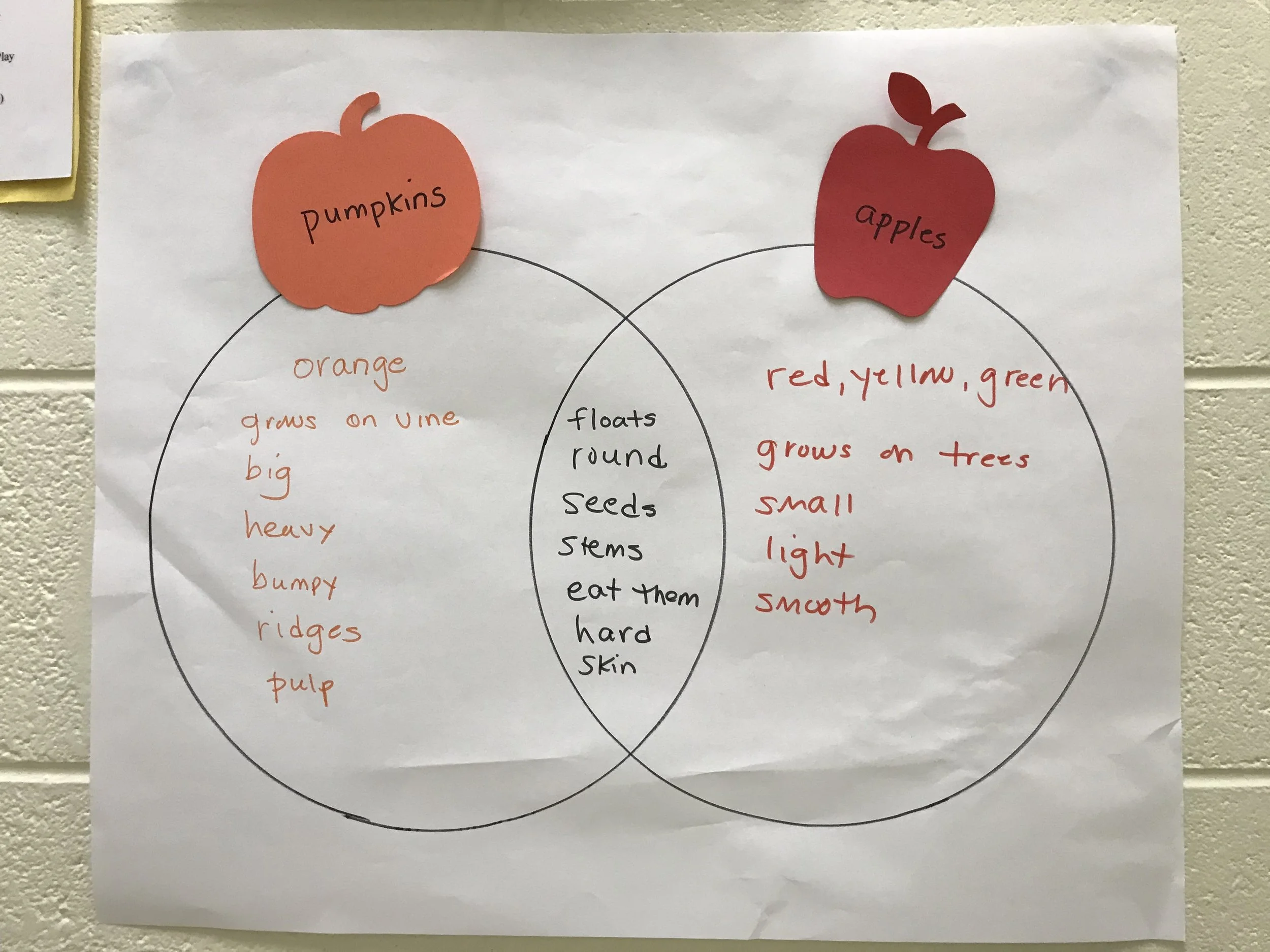 Skin Diagram For Kids