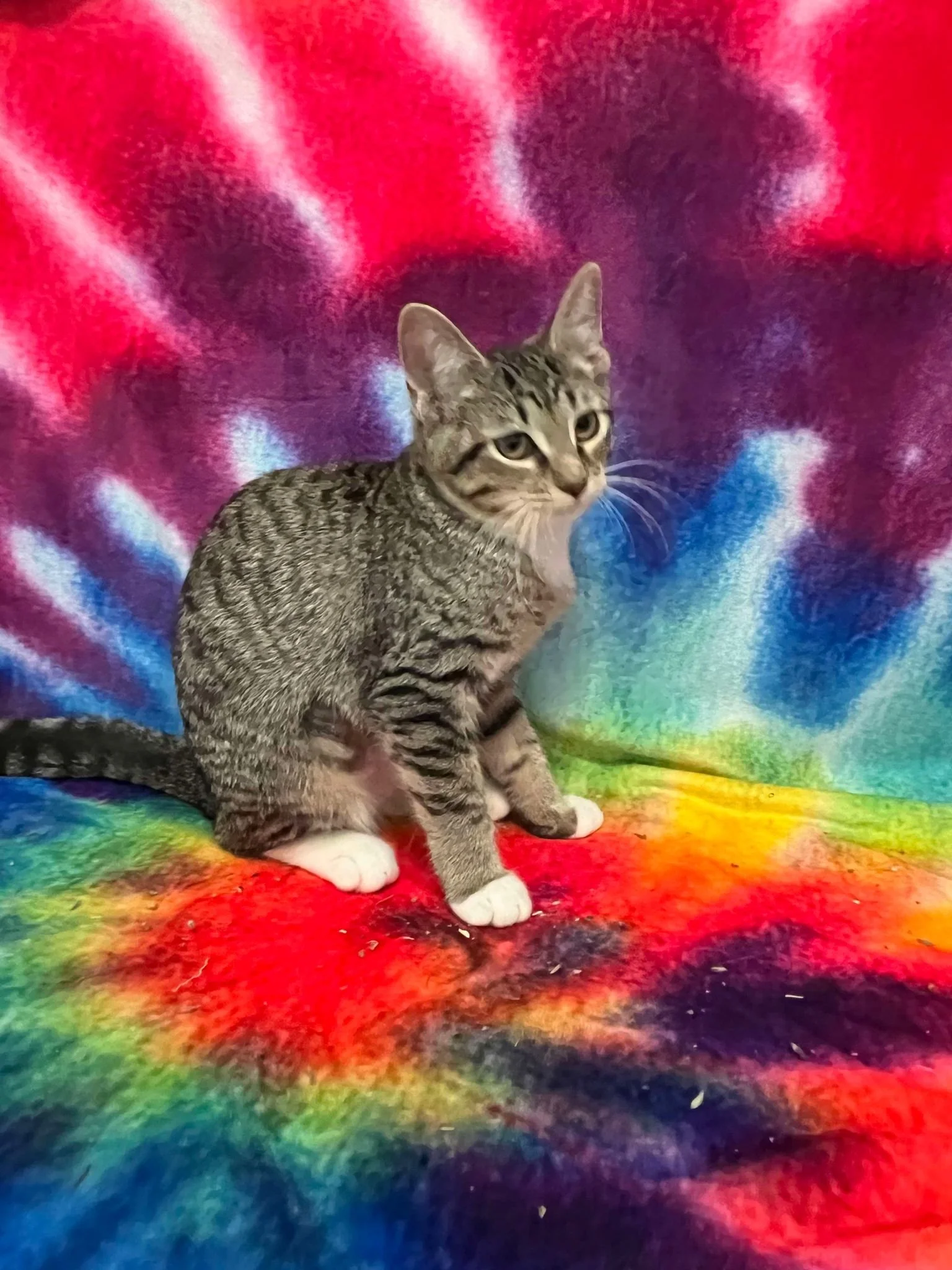 The Cats House Adoption Center — Help For Animals