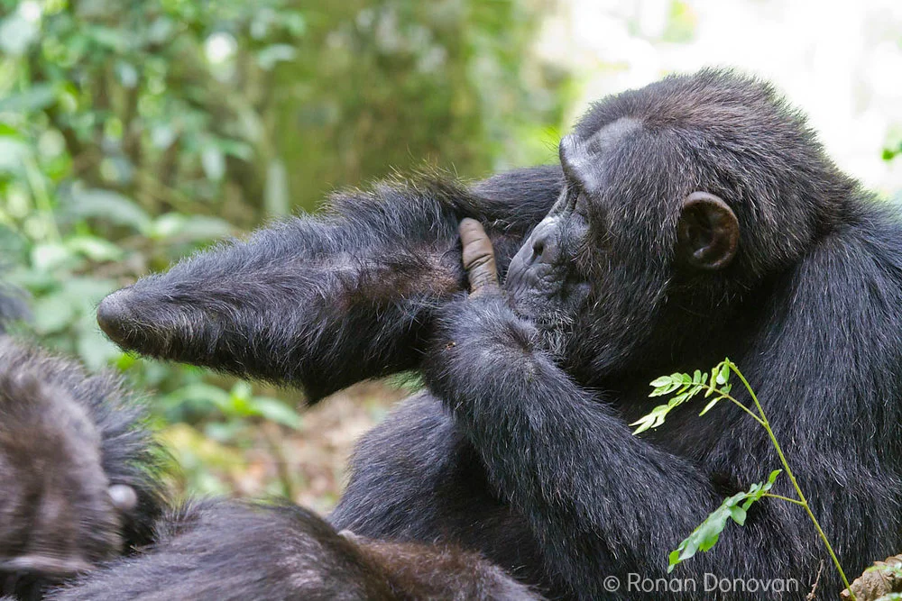 Snares: Legitimate Hunting or Torturing Wildlife? — ALERT