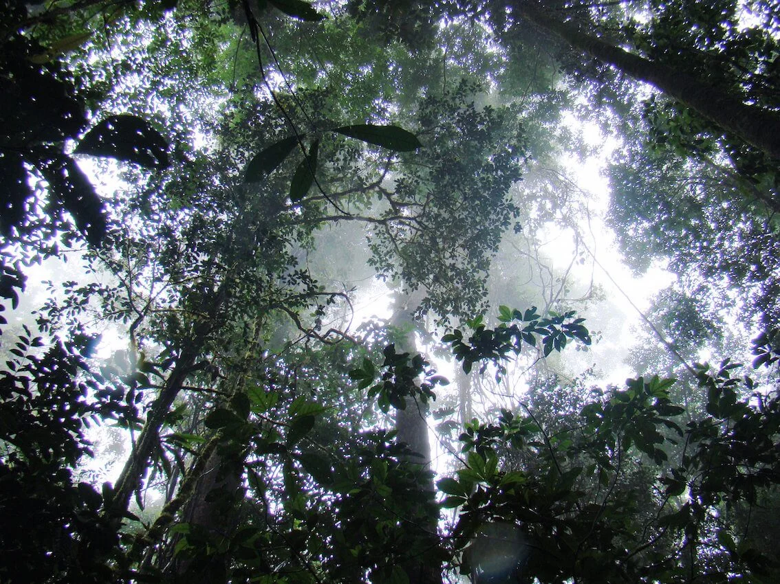 Transforming Forest Killers Into Forest Savers — ALERT