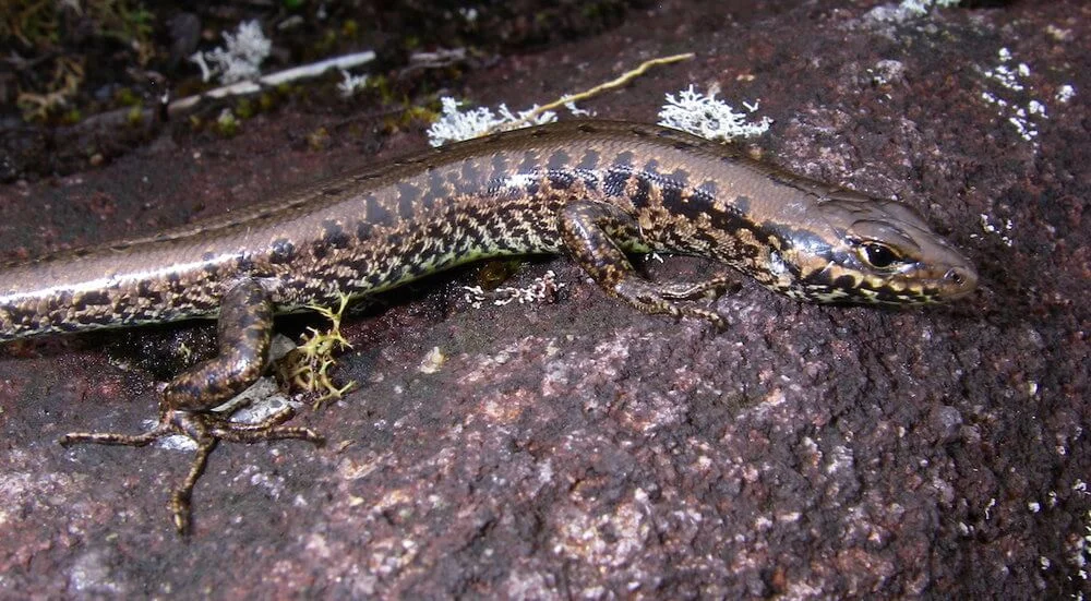 Transforming Forest Killers Into Forest Savers — ALERT