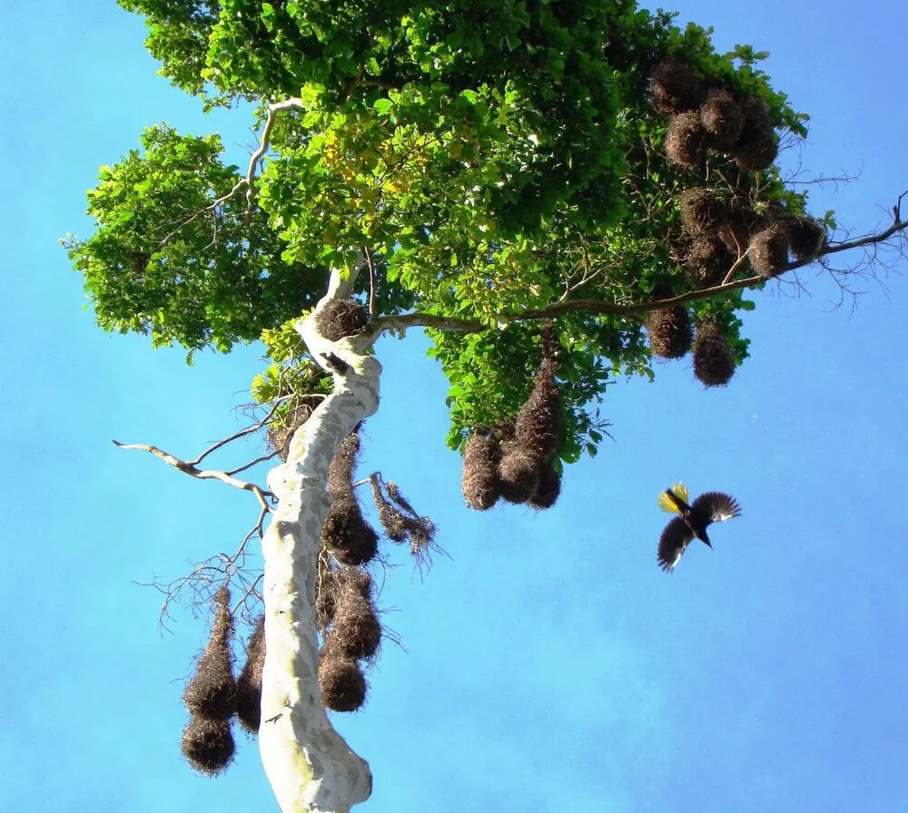 Transforming Forest Killers Into Forest Savers — ALERT