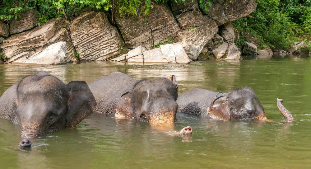 A Dangerous Year For Nature And Its Saviours — ALERT