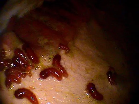 Horse Bot Fly Larvae