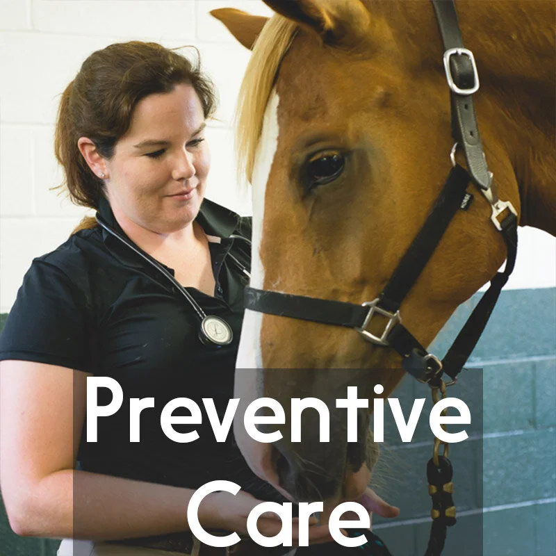 What We Do — Foundation Equine Clinic