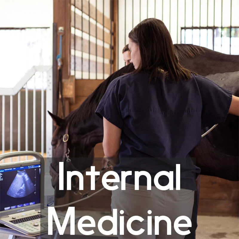 What We Do — Foundation Equine Clinic