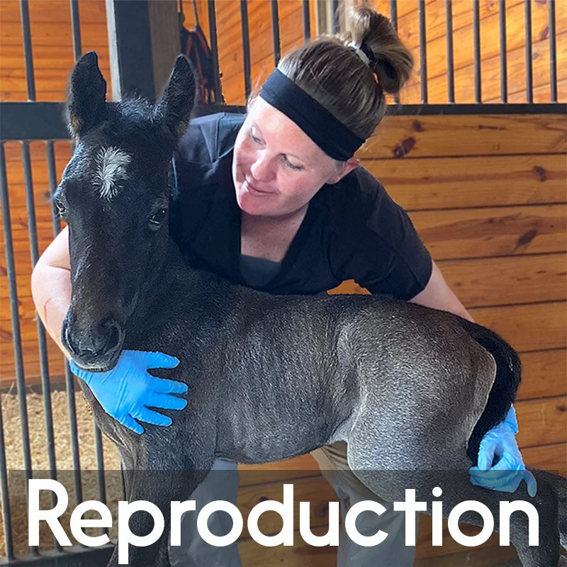 What We Do — Foundation Equine Clinic