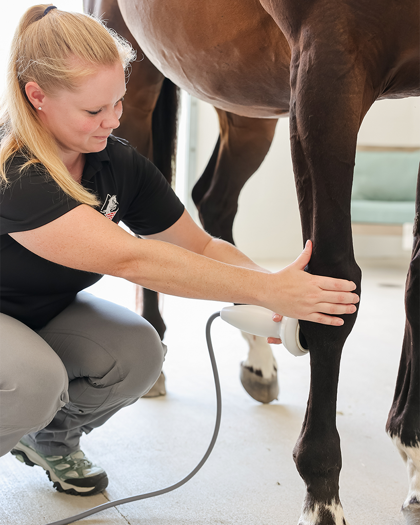 Foundation Equine Clinic - Southern Pines, NC | Board-Certified Equine ...