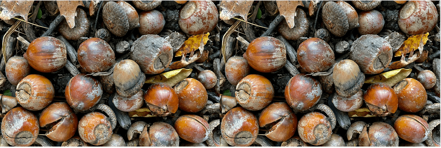 Why are There Sooooo Many Acorns This Year?! — The Brookdale Park ...