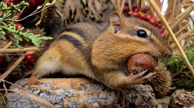 A Winter Mystery: Where do the Chipmunks Go — The Brookdale Park ...