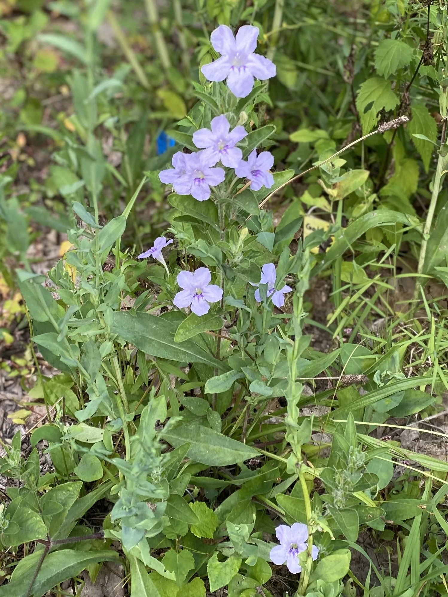 Native Plant Gardens — The Brookdale Park Conservancy