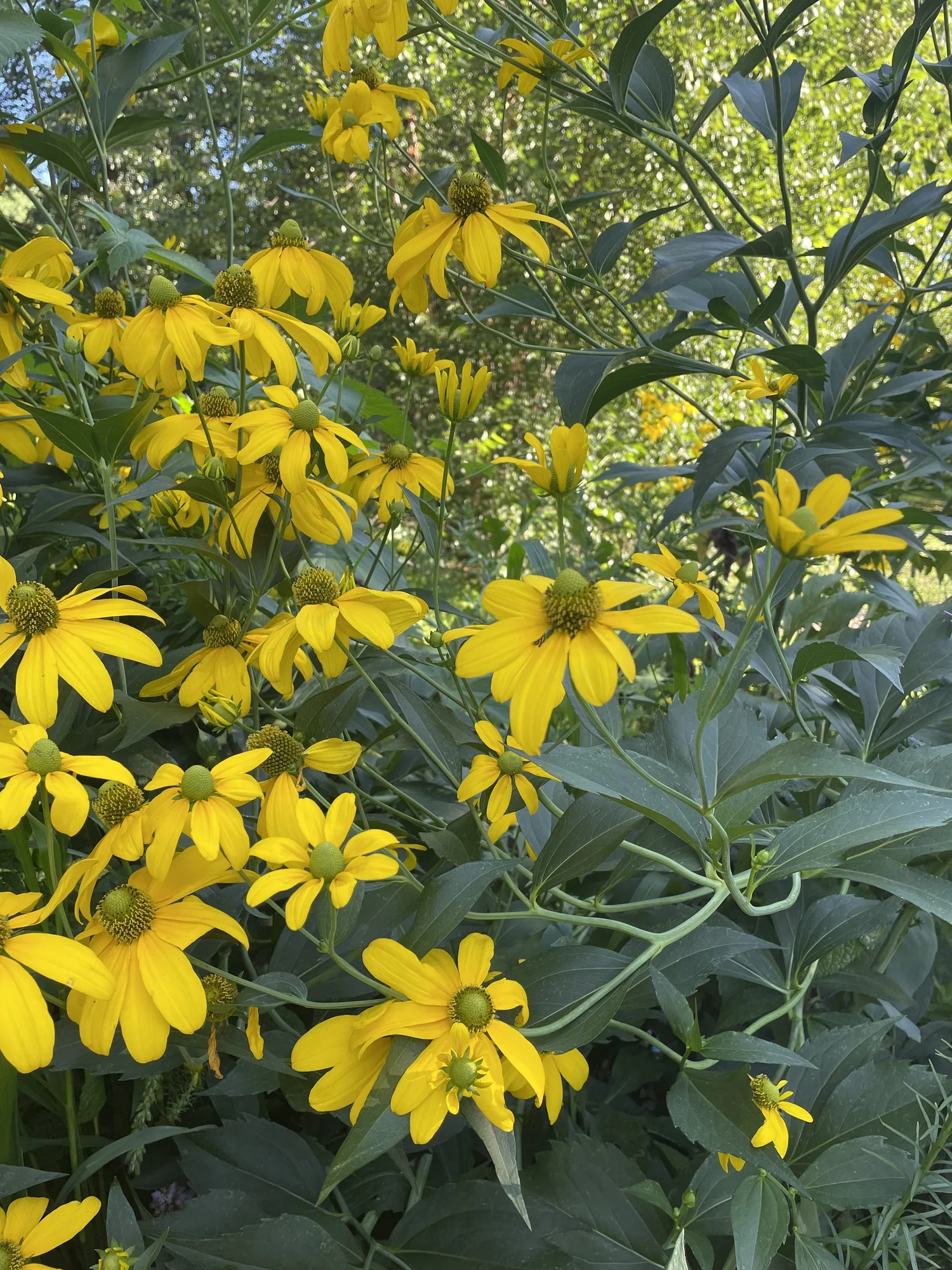 Native Plant Gardens — The Brookdale Park Conservancy