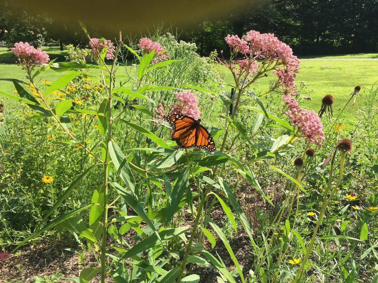 Pollinator Garden — The Brookdale Park Conservancy