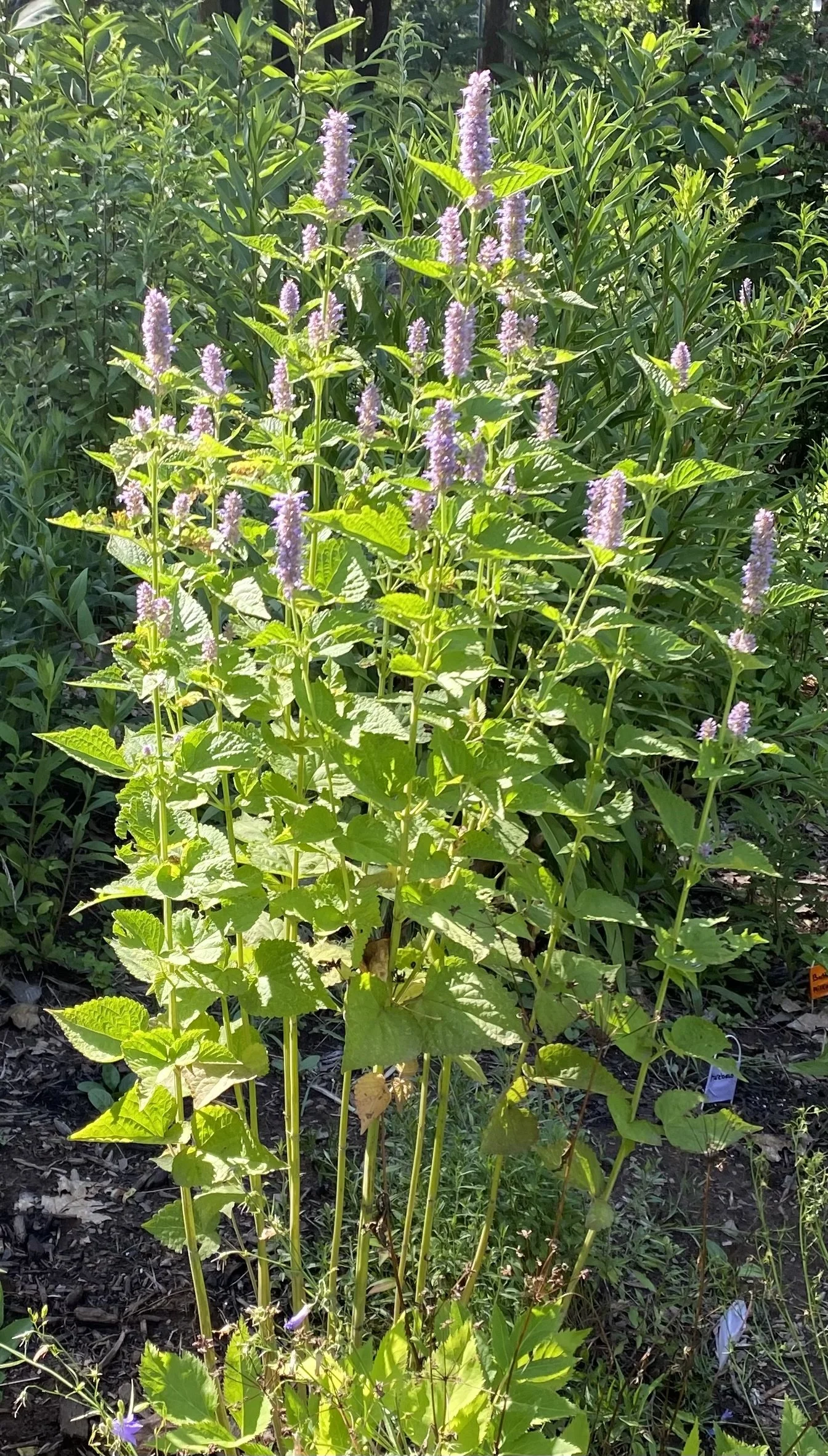 Native Plant Gardens — The Brookdale Park Conservancy
