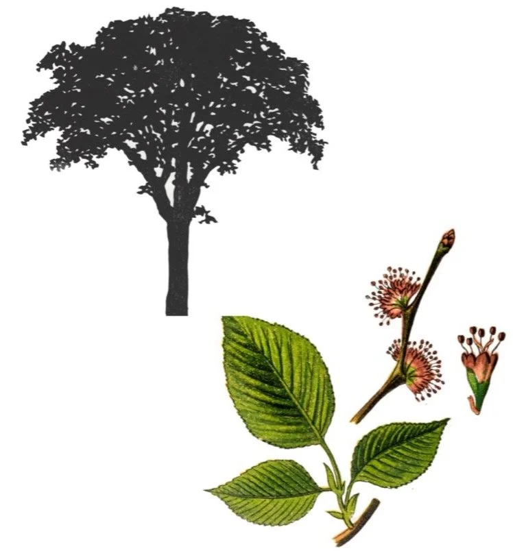 Canopy Tree Replenishment — The Brookdale Park Conservancy