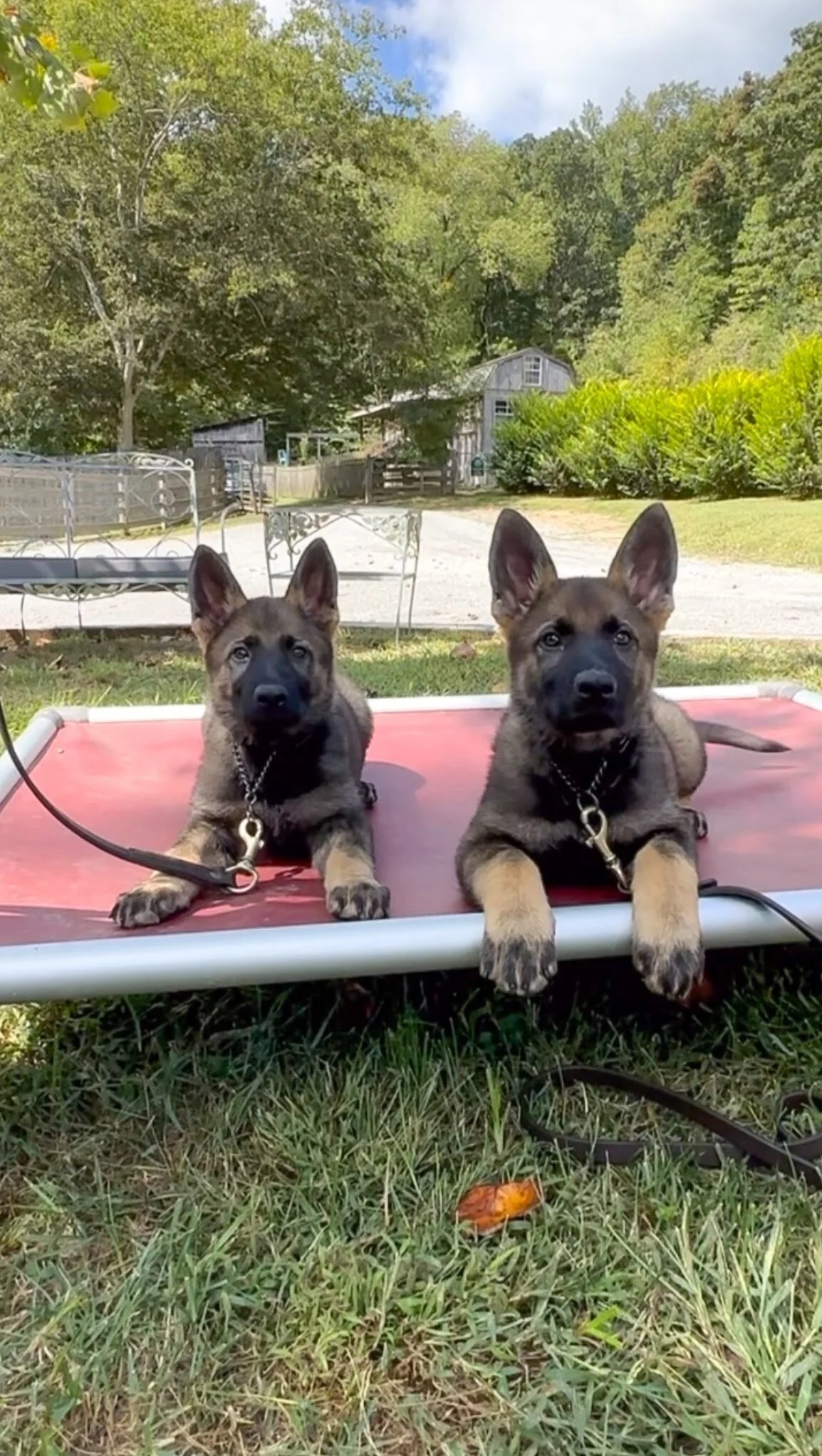 Cedar Valley Canine | Dog Training and German Shepherd Breeding
