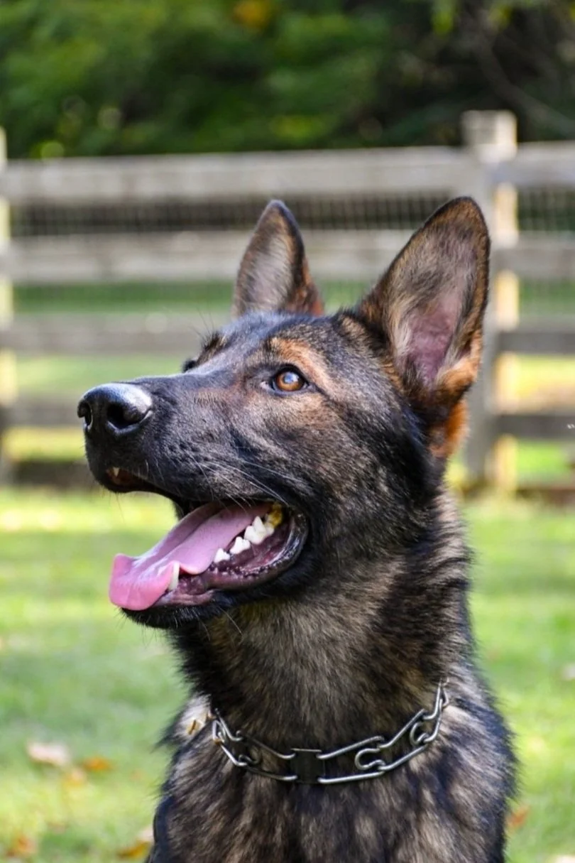 Adult Dogs For Purchase — Cedar Valley Canine : Dog Training ...