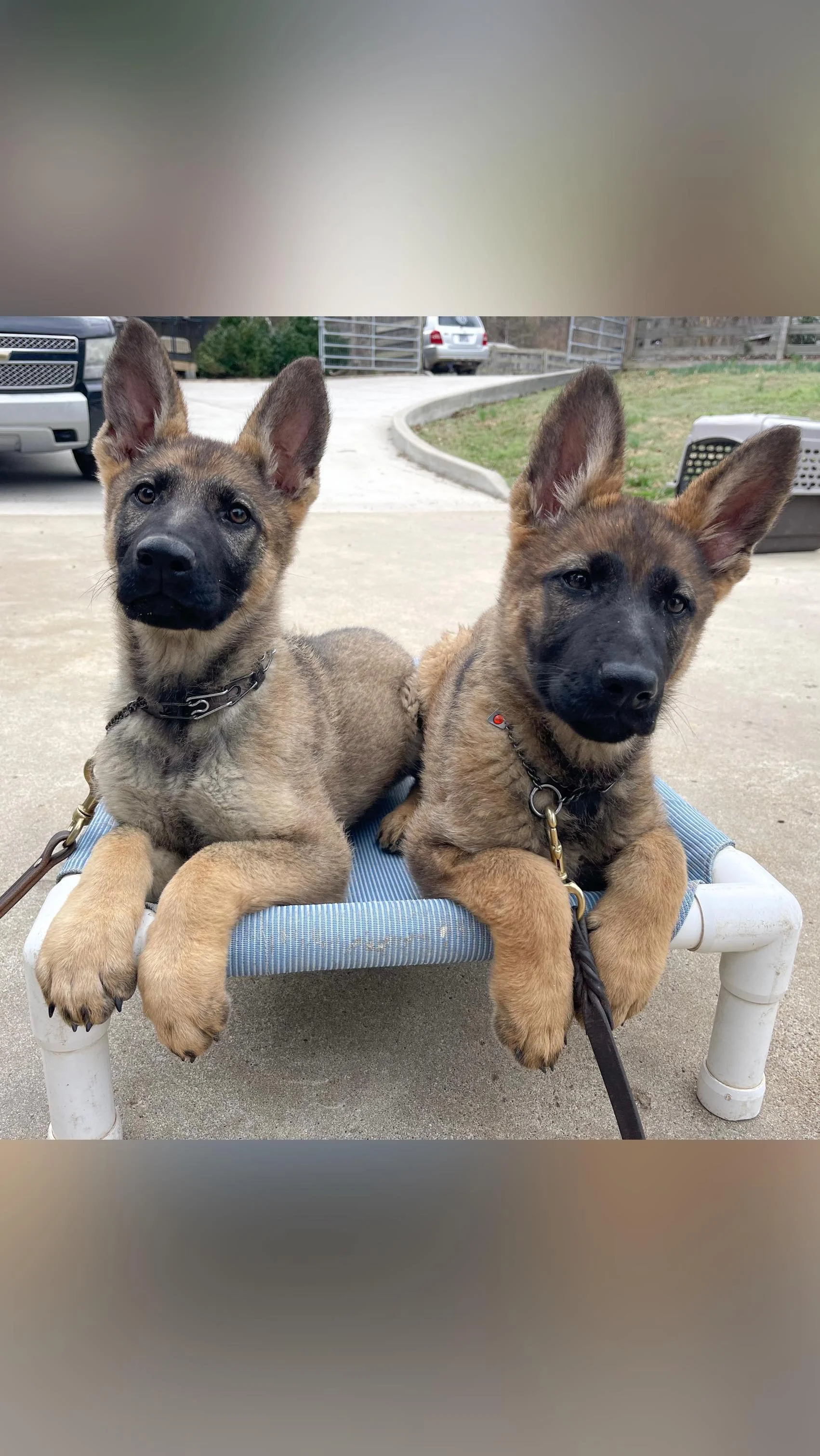 Cedar Valley Canine | Dog Training and German Shepherd Breeding