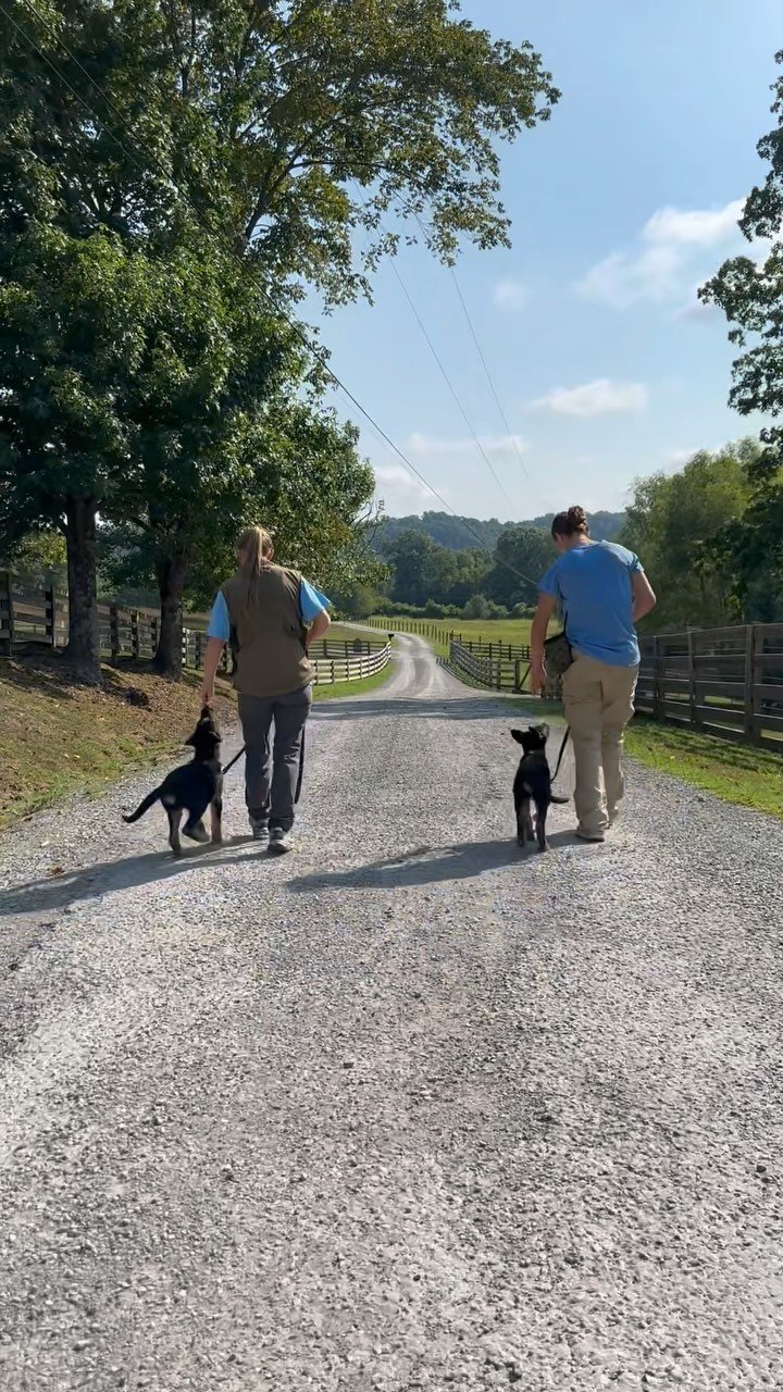 Cedar Valley Canine | Dog Training and German Shepherd Breeding