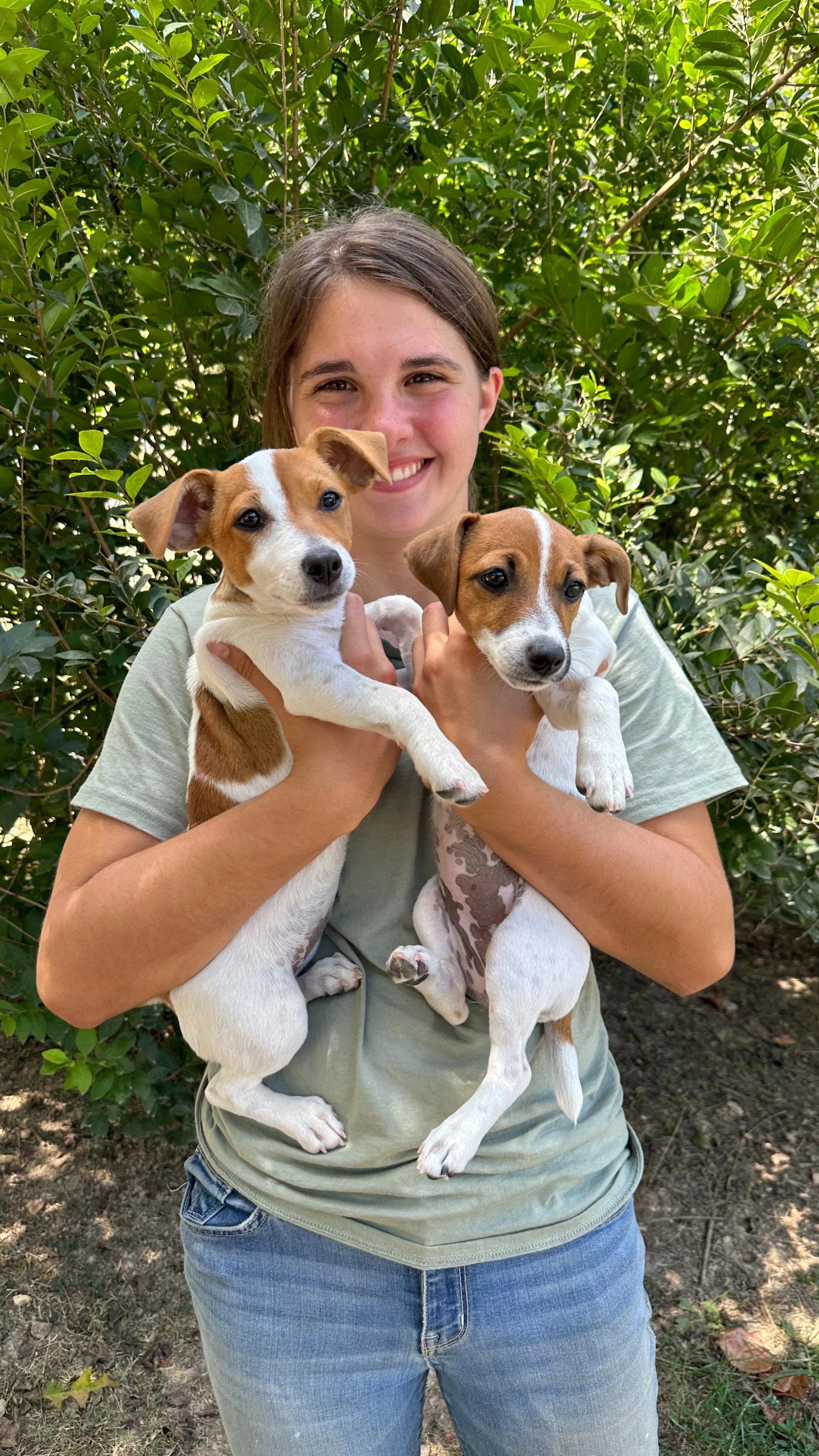 Cedar Valley Canine | Dog Training and German Shepherd Breeding