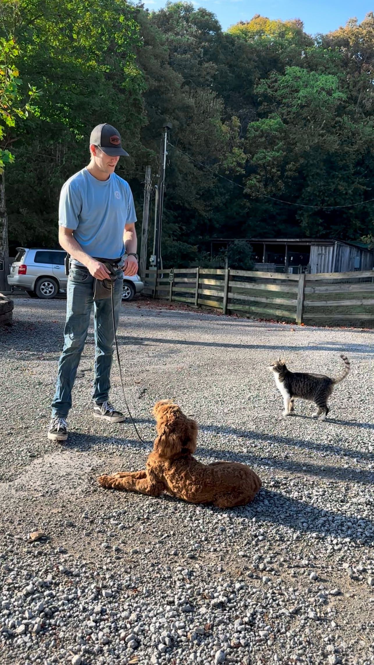 Cedar Valley Canine | Dog Training and German Shepherd Breeding