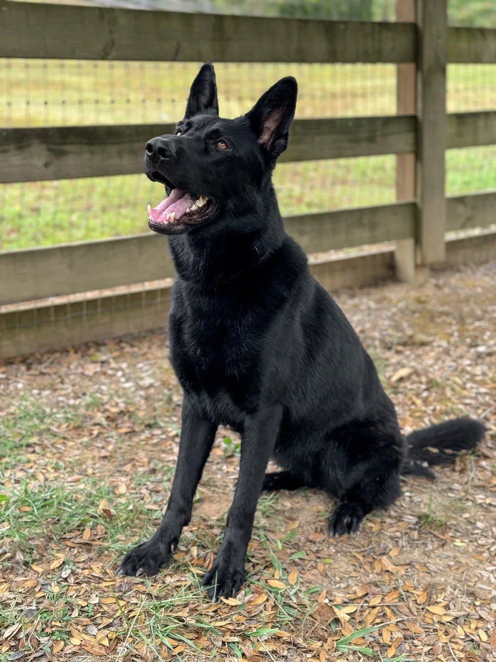 Our Breeding Program — Cedar Valley Canine : Dog Training, Protection ...