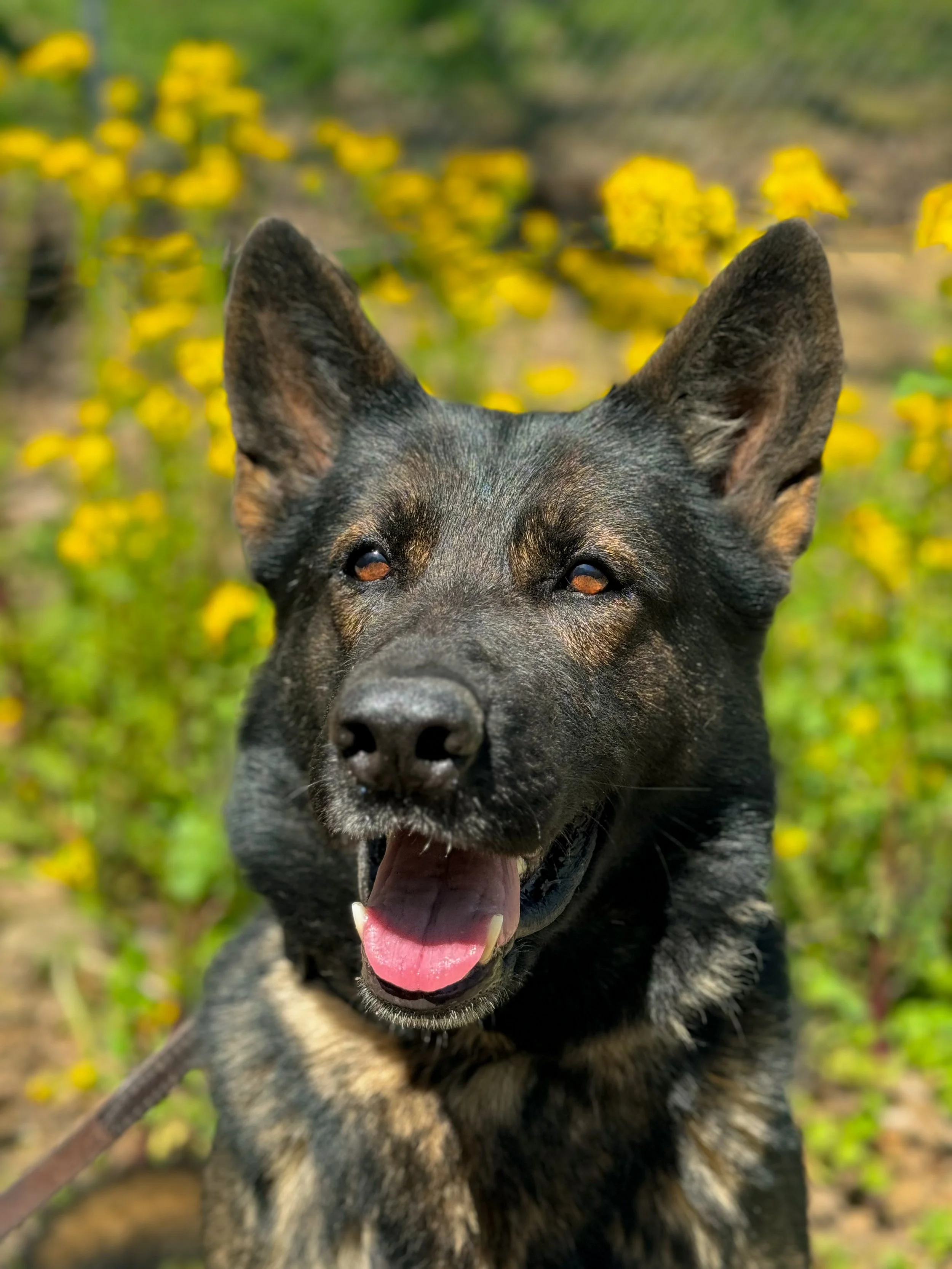 Our Breeding Program — Cedar Valley Canine : Dog Training, Protection ...