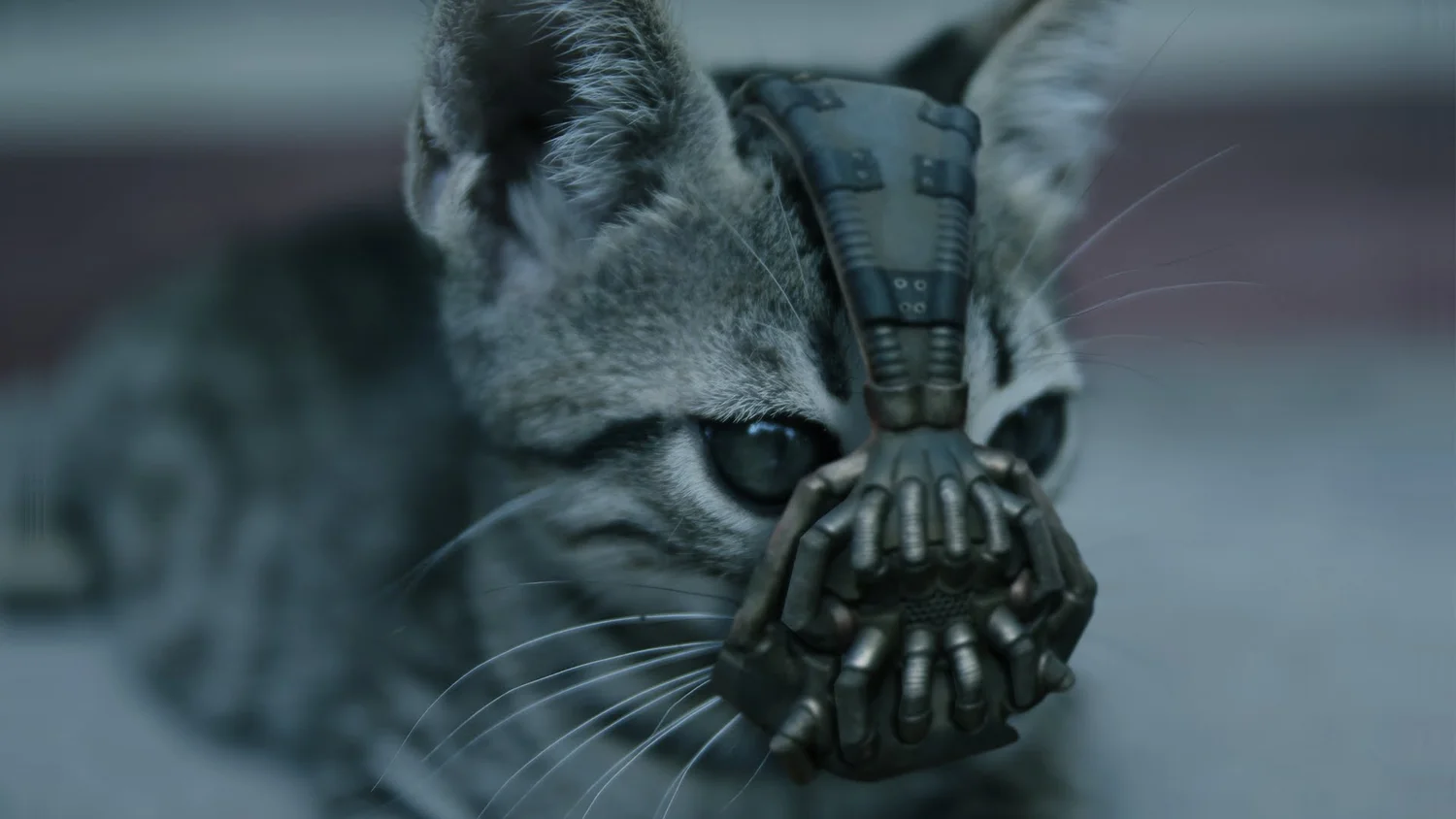 BaneCat Is The Best Batman Video I've Seen In A While — GeekTyrant