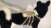 ALIEN Facehugger Dog Leash — GeekTyrant