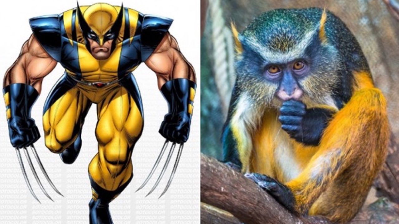 Of Course There's a Monkey That Looks Wolverine — GeekTyrant
