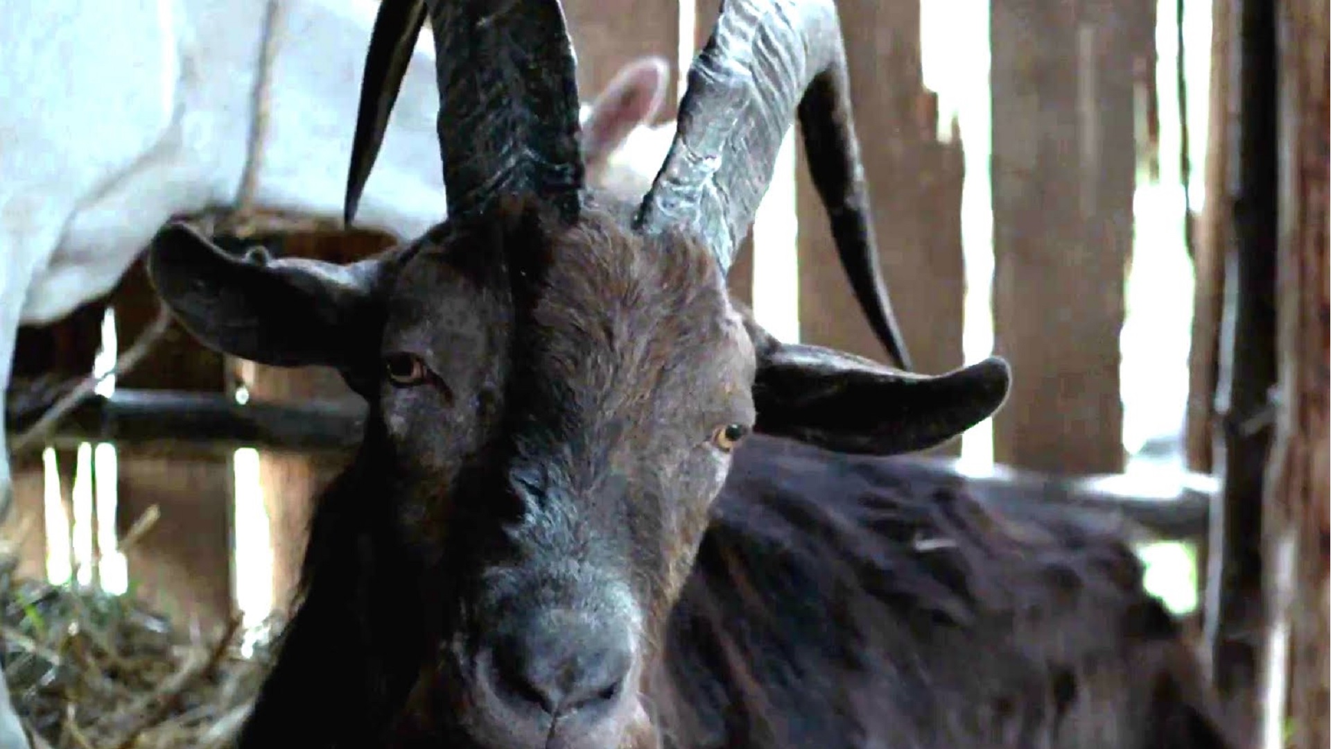 "Black Phillip" Hospitalized Ralph Inerson on the Set of THE WITCH ...
