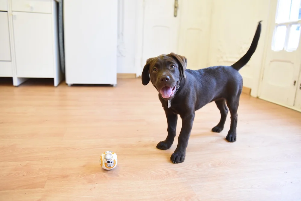 Video: Dog Freaks Out Playing With a BB-8 — GeekTyrant