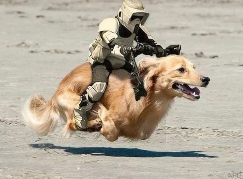 Brighten Up Your Day With Star Wars Puppies Geektyrant