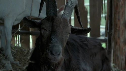 Funko Is Releasing Black Phillip From THE WITCH — GeekTyrant